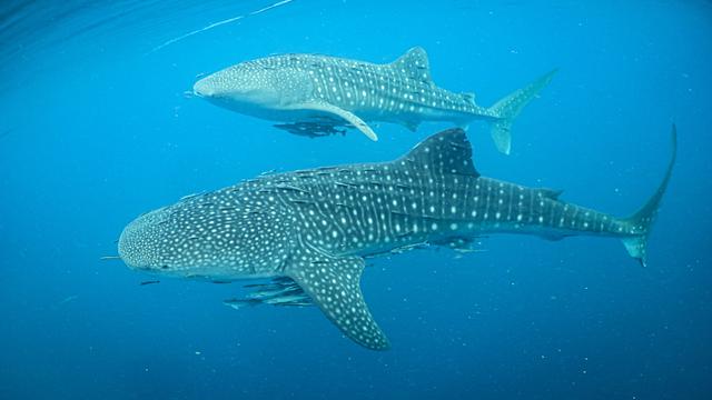 Bocah 13 Tahun Diserang Hiu Besar Saat Berenang di Pantai Shark, Bikin ...