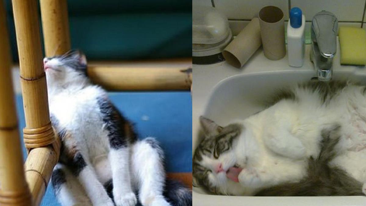 10 Pose Kucing Saat Tidur di Tempat Tak Semestinya, Bikin Heran ...