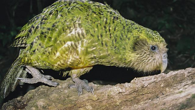 5 Hewan Unik di Selandia Baru, Ada Anggota Reptil Purba yang Masih Hidup!