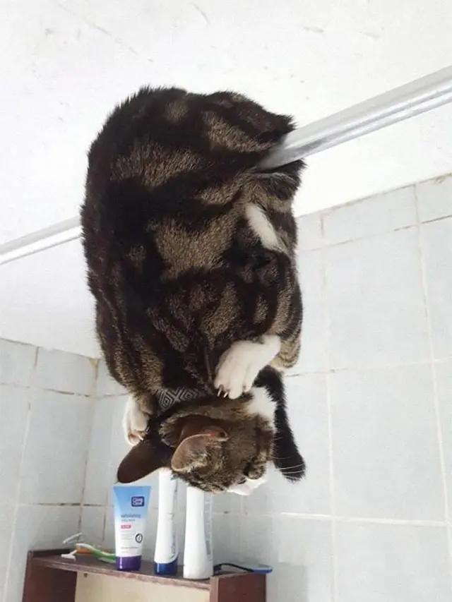 7 Potret Pose Absurd Kucing saat Berada di Rumah Ini Lucu Banget - Hot ...