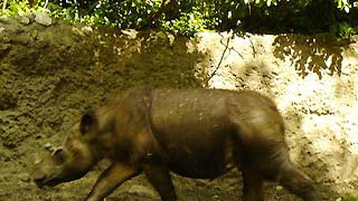 Badak Sumatra Melahirkan Setelah Dinanti 120 Tahun - News Liputan6.com