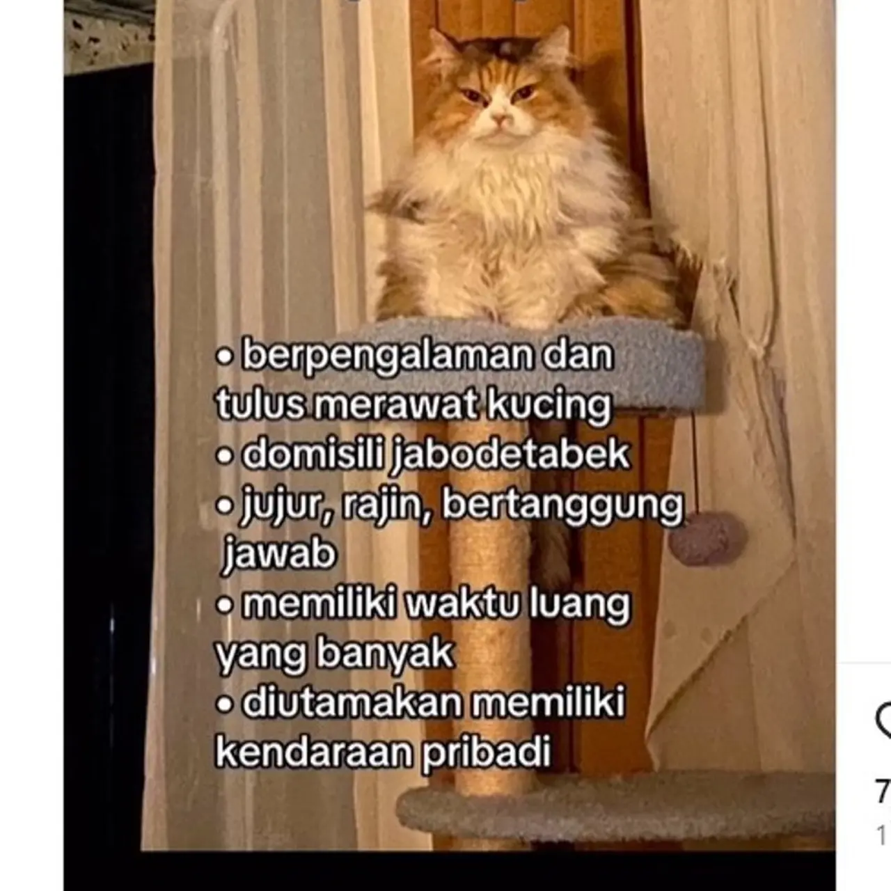 Dicari Tenaga Lepas untuk Menjaga Kucing Selama Libur Nataru, Apa Saja ...