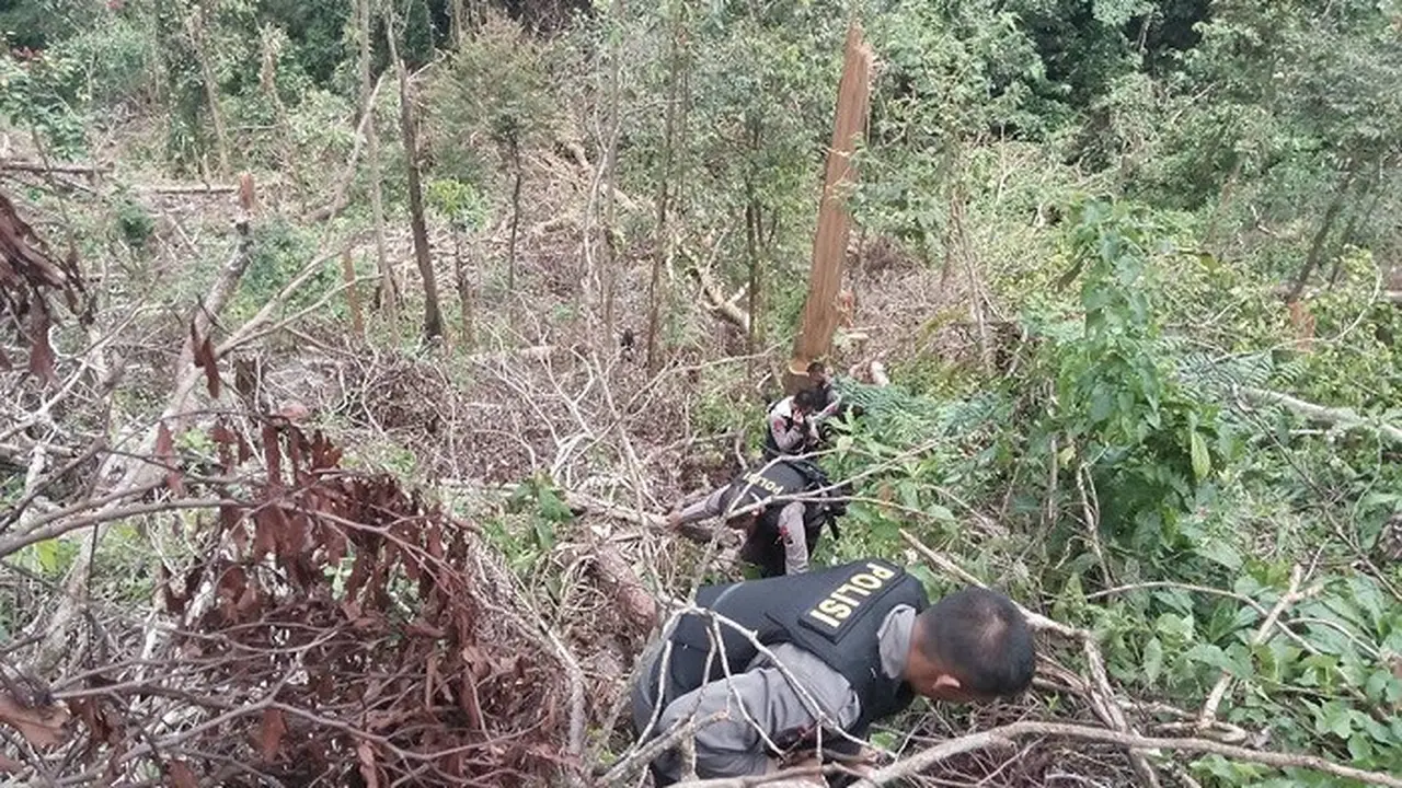 Aksi Bersih Bersih Hutan Tn Kerinci Seblat Paksa Perambah Pulang