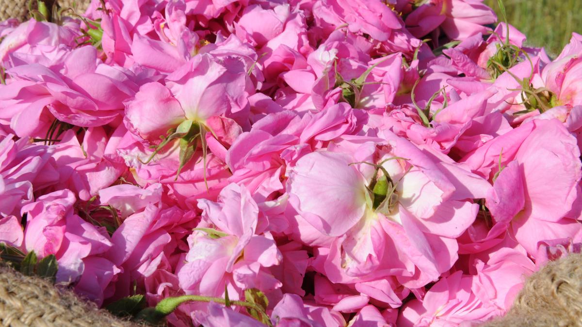 Tried/Tested: Sensasi Mandi Mewah dengan Bunga Mawar Asli - Fashion ...