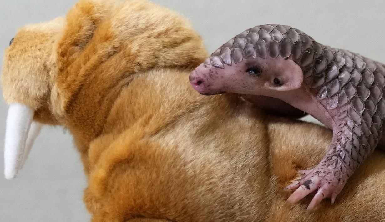 Ini Bayi Trenggiling Pertama di Eropa yang Lahir di Kebun Binatang ...