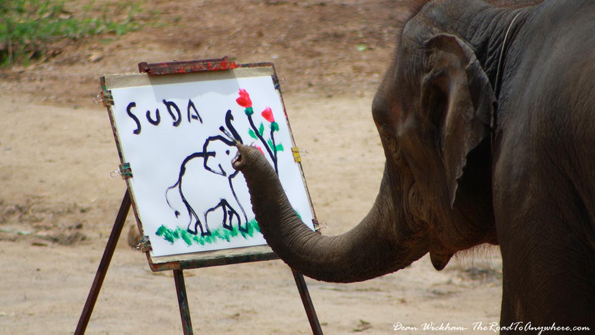 KEREN! Gajah Melukis Layaknya Profesional!