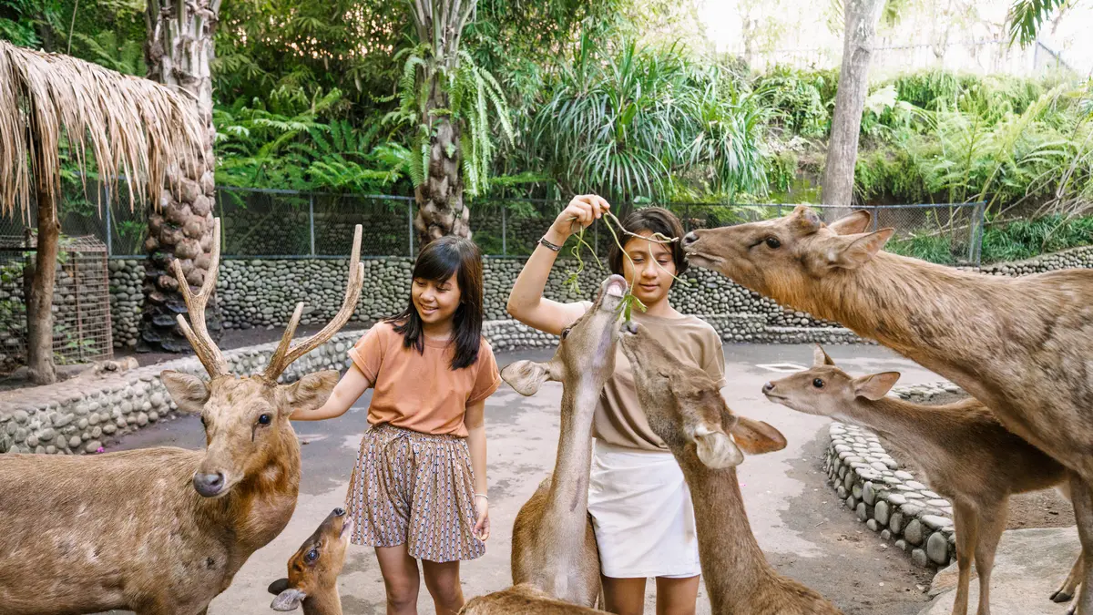 Berita Harga Tiket Bali Zoo 2025 Hari Ini - Kabar Terbaru Terkini | Liputan6.com