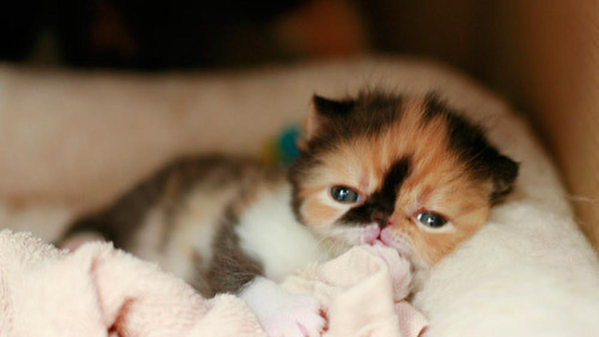 Cuteness Overload Kucing Paling Imut Yang Pernah Ada - Photo Fimela.com