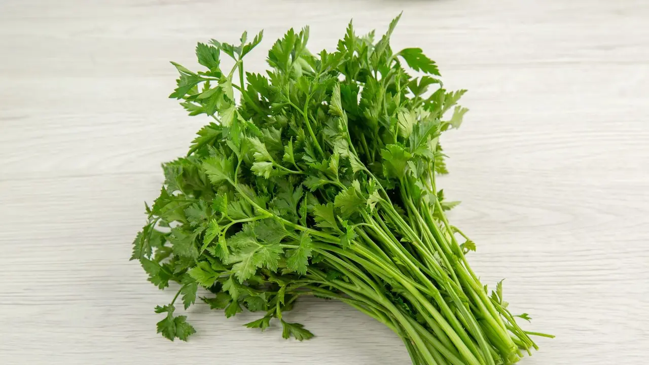 Manfaat Rebusan Daun Seledri, Herbal Alami untuk Kesehatan Tubuh ...