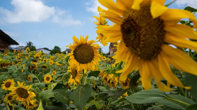 Menikmati Pesona Rimbunnya Bunga Matahari di Sunflower Garden Malaysia ...