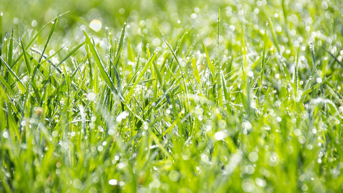 10 Jenis Rumput Taman dan Harganya untuk Hijaukan Hunian