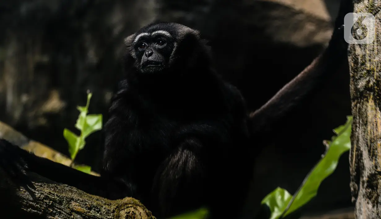 FOTO: Melihat Kondisi Satwa di Ragunan Pasca Penerapan WFH dan PSBB ...