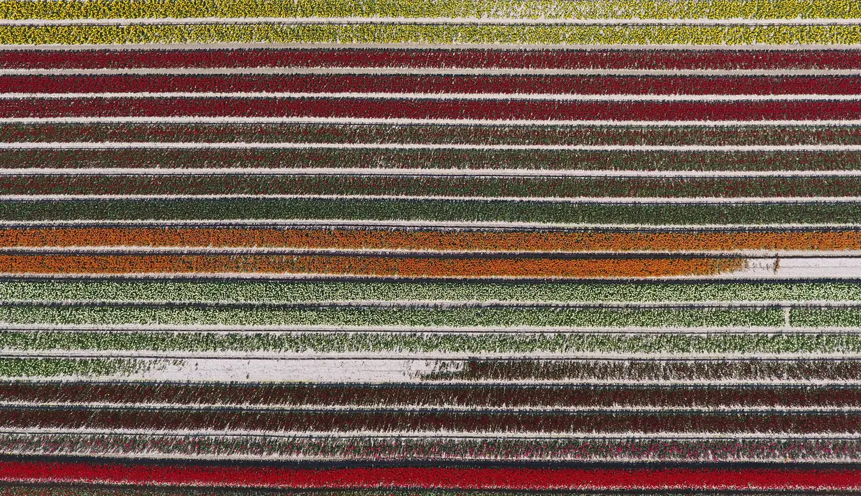 FOTO: Warna-warni Ladang Bunga Tulip di Jerman - Foto Liputan6.com