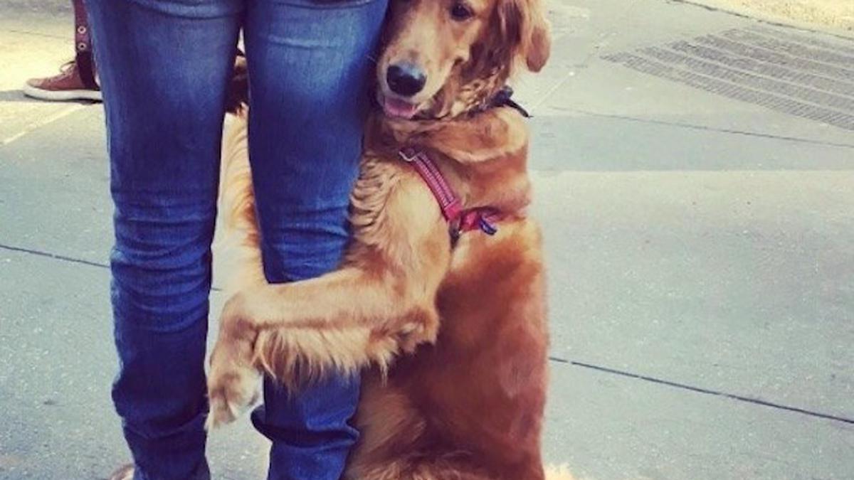 Tujukkan Rasa Sayang, Anjing Ini Suka Sekali Memeluk Orang-Orang ...