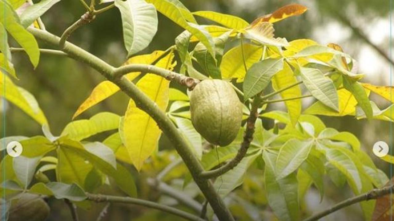 Mitos Pohon Uang yang Tumbuh di Kebun Raya Cibodas