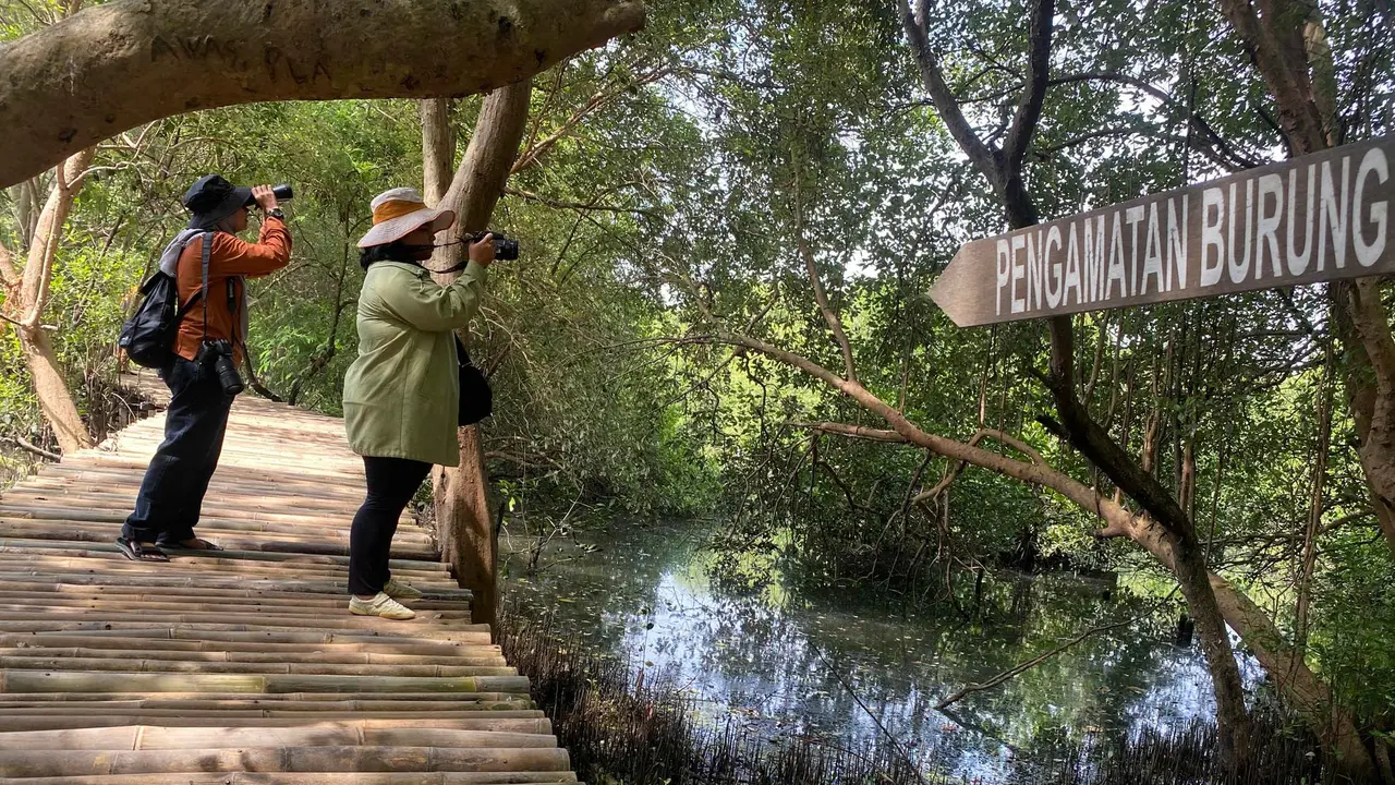 Pesona Mangrove Angke Kapuk, Wisata Alam Tidak Jauh dari Pusat Kota ...