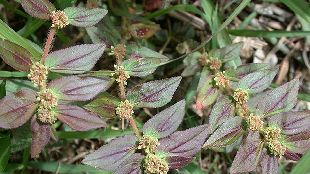12 Manfaat Patikan Kebo yang Sering Diabaikan, Tanaman Liar dengan ...