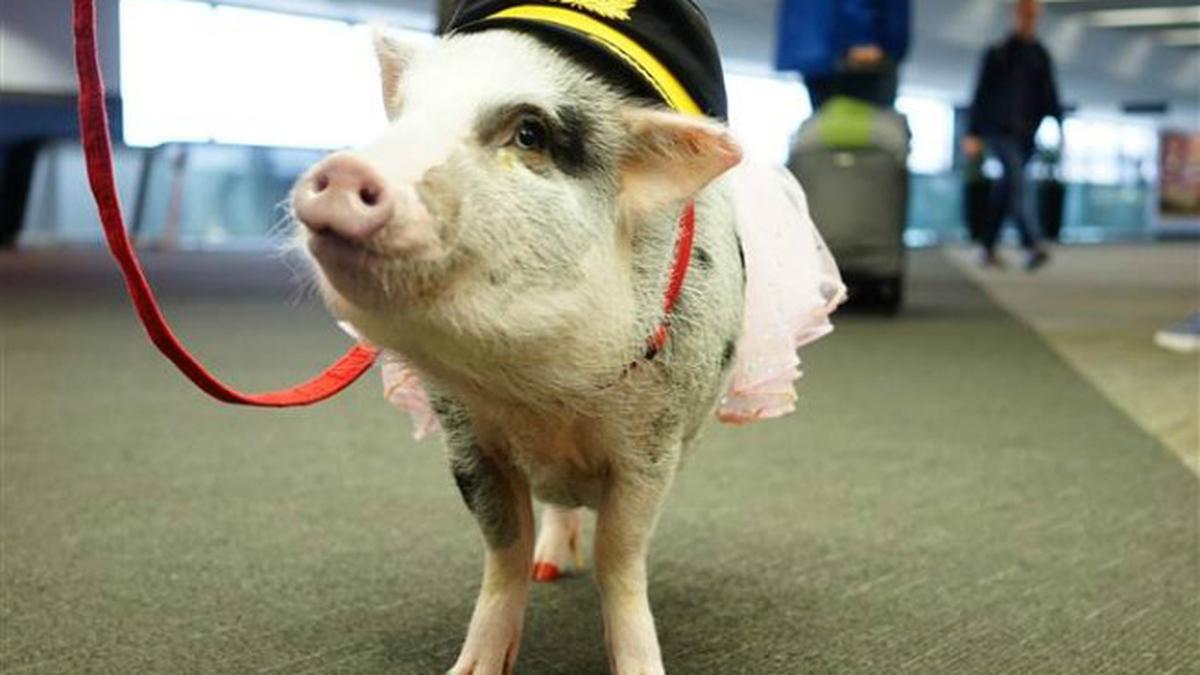 8 Kisah Hewan yang Jadi Penumpang Pesawat Terbang - Global Liputan6.com