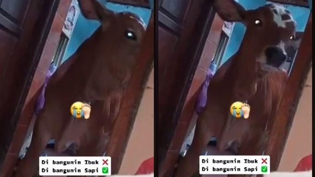 Viral Video Sapi Masuk Rumah saat Sahur, Reaksi Netizen Penuh Was-Was