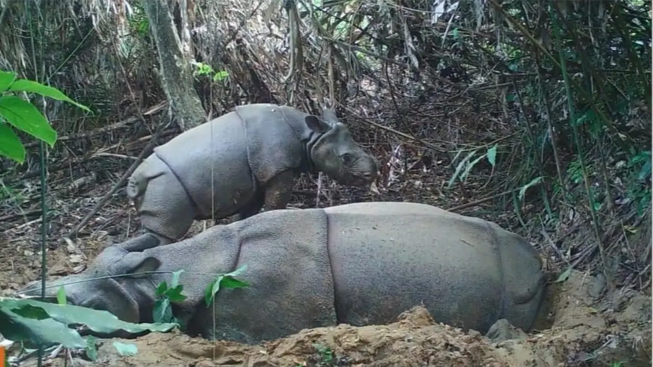 Anak Badak Jawa Baru Terekam Kamera Pengawas di Taman Nasional Ujung ...