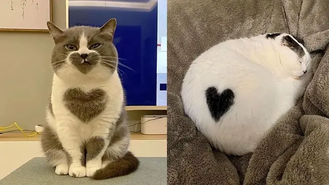 6 Motif Bulu Kucing Bentuk Hati Ini Unik Banget, Bikin Gemas - Hot ...