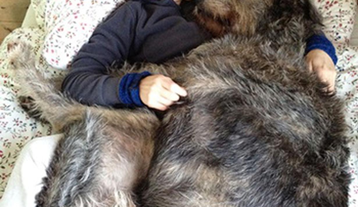 Anjing Raksasa Super Besar: Menggemaskan Atau Menakutkan? - Photo ...