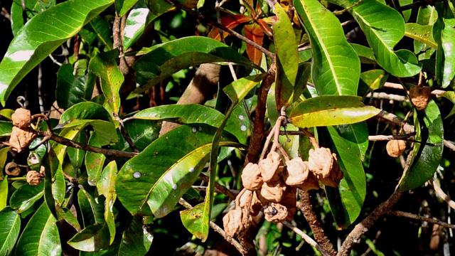 10 Tanaman yang Bisa Menarik Serangga untuk Pakan Walet, Kunci Sukses ...
