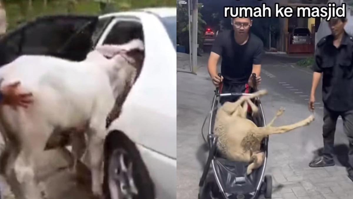 6 Potret Angkut Hewan Kurban Kocak Tapi Kreatif, Sapi dan Kambing Tetap ...