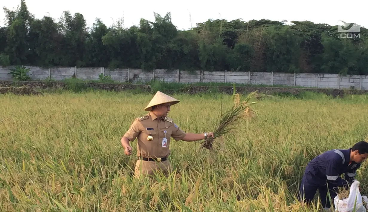 FOTO: Berseragam Dinas, Gubernur Anies Panen Padi di Tengah Kota - Foto Liputan6.com