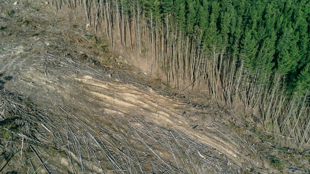 Ribuan Kayu Jadi Bukti, Kemenhut Serahkan Perkara Penebangan Hutan Liar ...