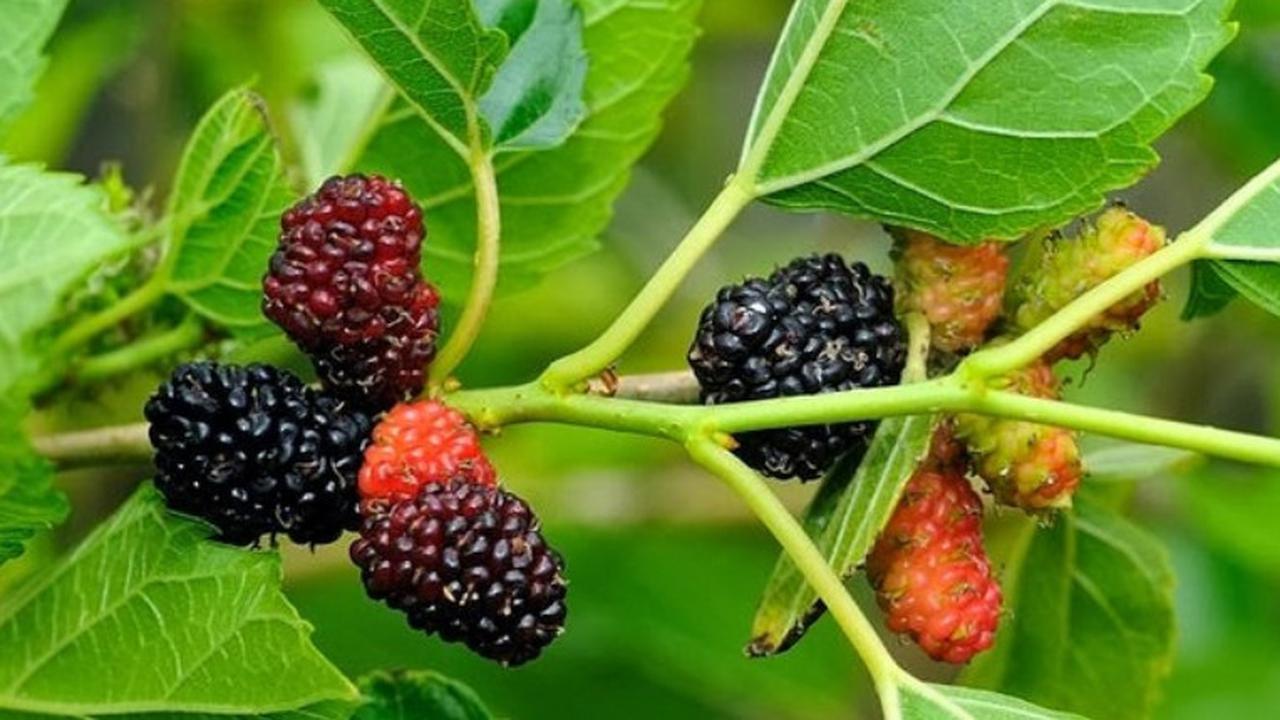 5 Cara Mengolah Daun Murbei untuk Dikonsumsi, Ampuh Turunkan Kolesterol ...