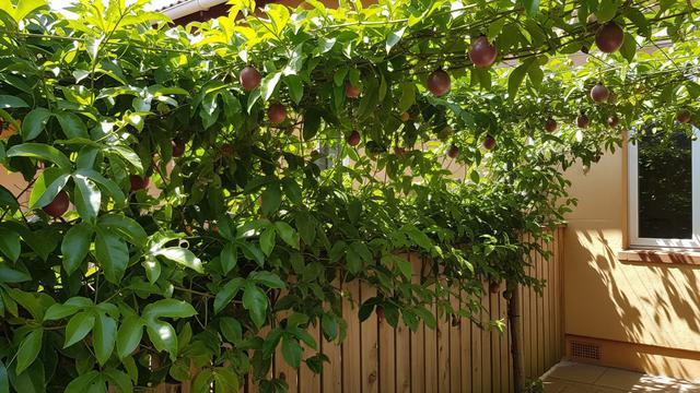 7 Tanaman Pangan Rambat Agar Dinding Rumah Tidak Panas, Dapat Manfaat Ganda