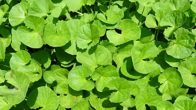 Manfaat Centella Asiatica dan Cara Mengolahnya, Daun Pegagan untuk ...