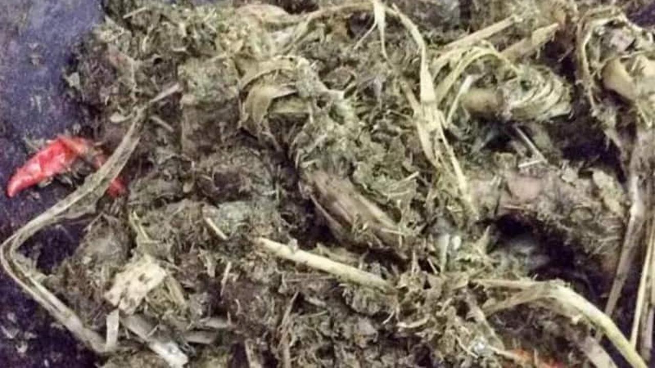 12 Makanan Khas Suku Toraja Paling Hits, Unik dan Wajib Dicoba
