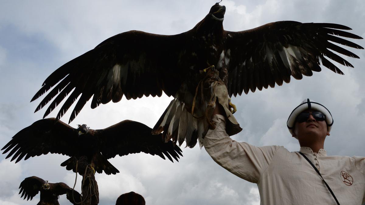 5 Fakta Soal Burung ELang