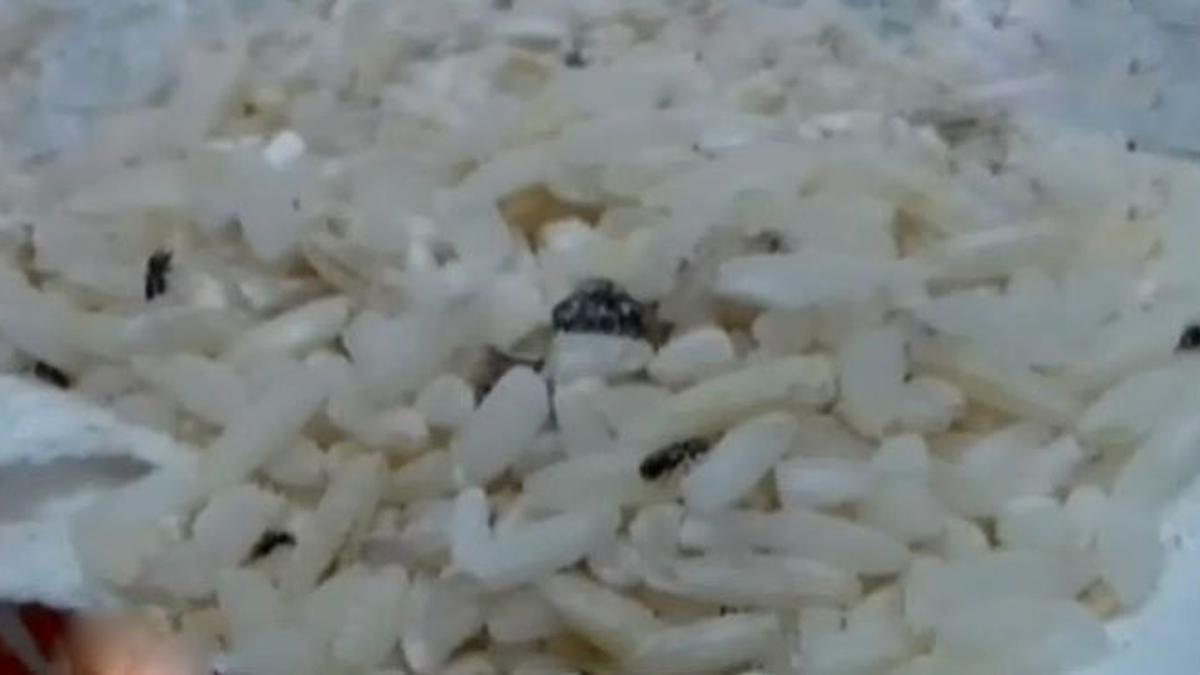 7 Cara Mencegah Kutu Beras yang Mudah dan Efektif - Hot Liputan6.com