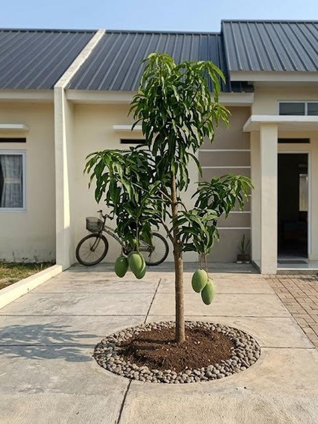 8 Pohon Buah untuk Rumah Subsidi yang Tidak Membuat Halaman Jadi Sarang ...