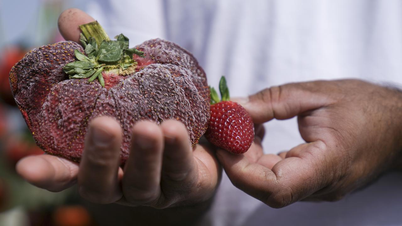 Seberat 289 Gram, Stroberi Raksasa dari Israel Pecahkan Rekor Terbesar ...