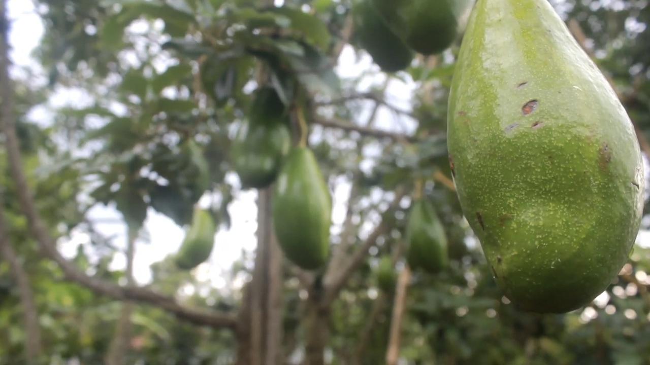 7 Panduan Lengkap Menanam Alpukat dari Biji hingga Siap Panen, Jangan ...