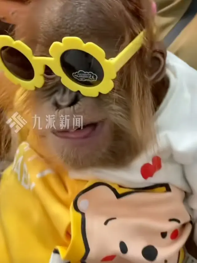 Bayi Simpanse di Kebun Binatang Ini Dikenakan Baju Bak Anak, Tuai ...