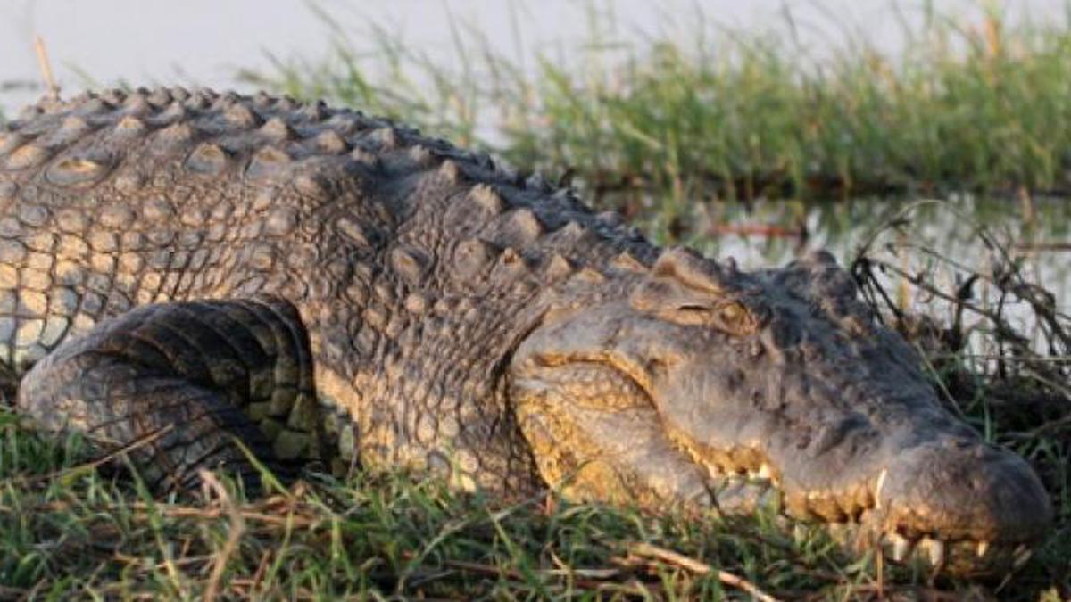 Awas, Buaya Bisa Blusukan Sampai Kebun Saat Air Rawa Naik - Regional ...