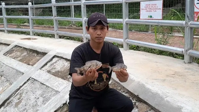 Ribuan Ikan di Setu Rawa Jejed Bogor Mati Mendadak, Diduga Akibat ...