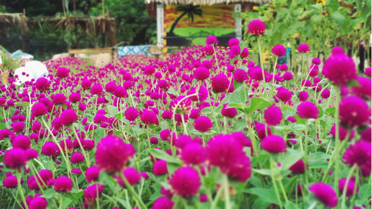 Tampilan Bisa Menipu... 4 Bunga Cantik Ini Ternyata Beracun - Global ...