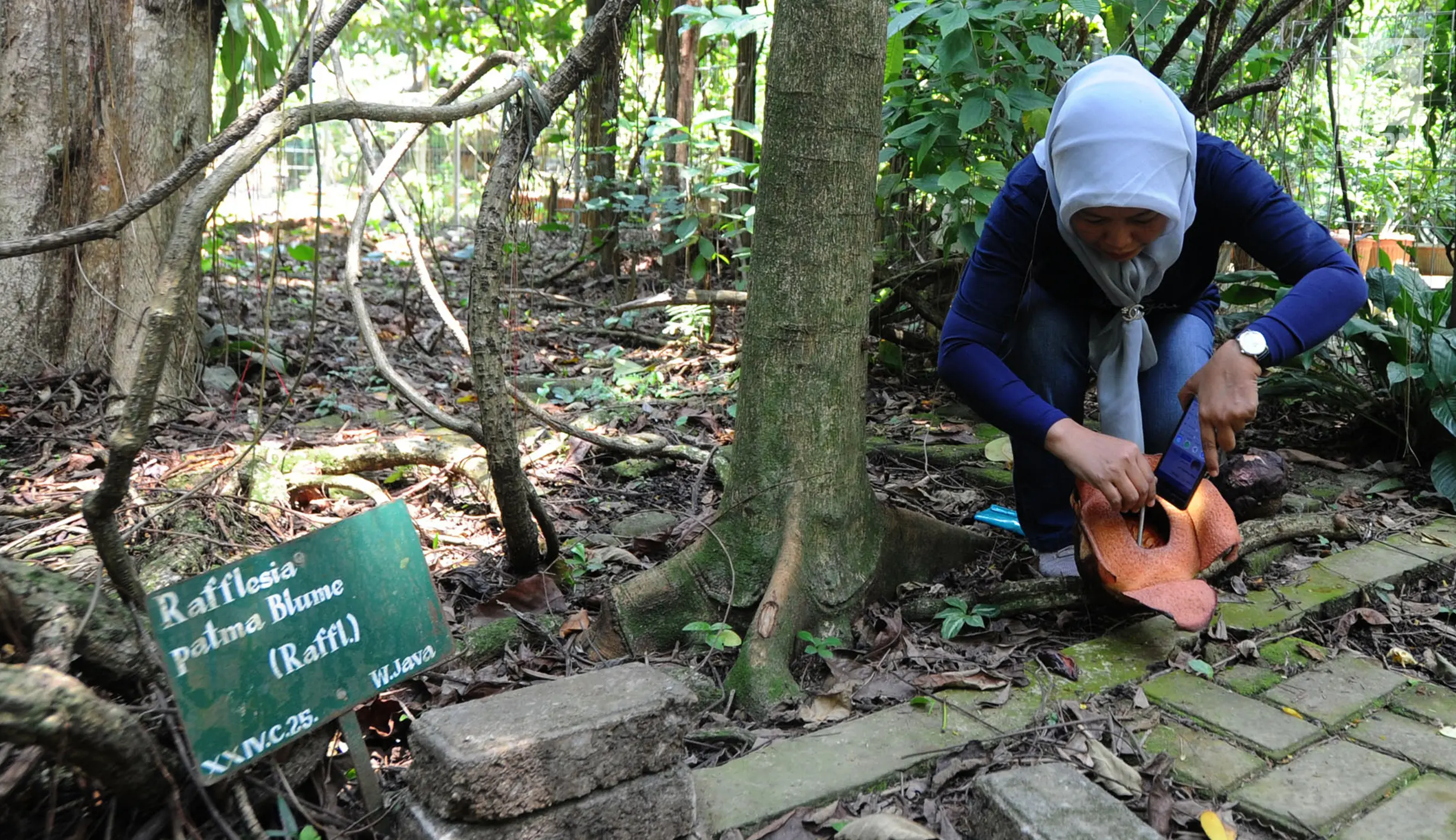 FOTO: Bunga Langka Rafflesia Patma Mekar di Kebun Raya Bogor - Foto ...