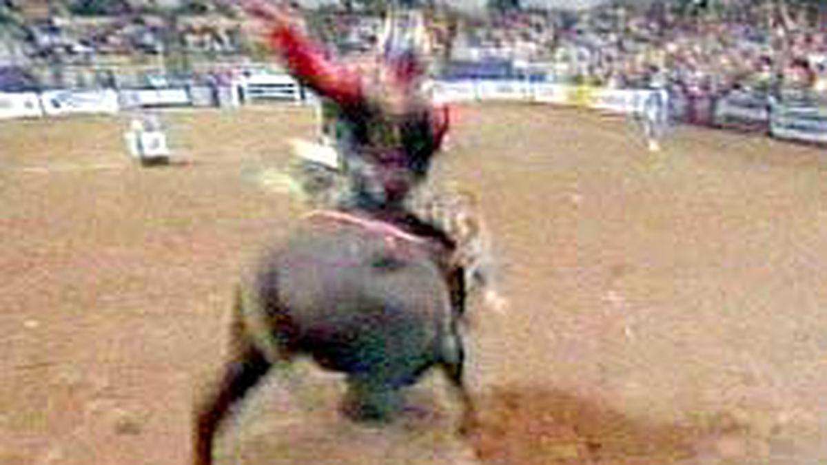 Travis Briscoe Jawara Rodeo di Massachussett
