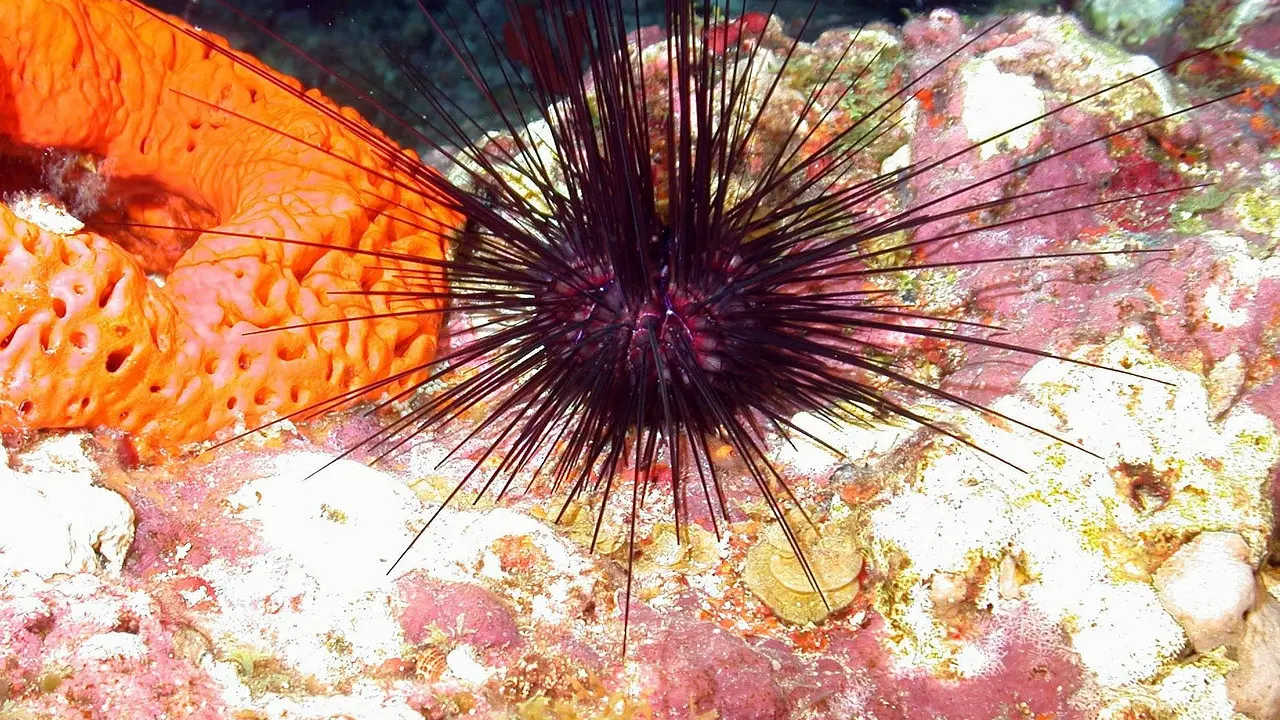 8 Langkah Pertolongan Pertama Saat Tertusuk Bulu Babi di Pantai - Hot ...