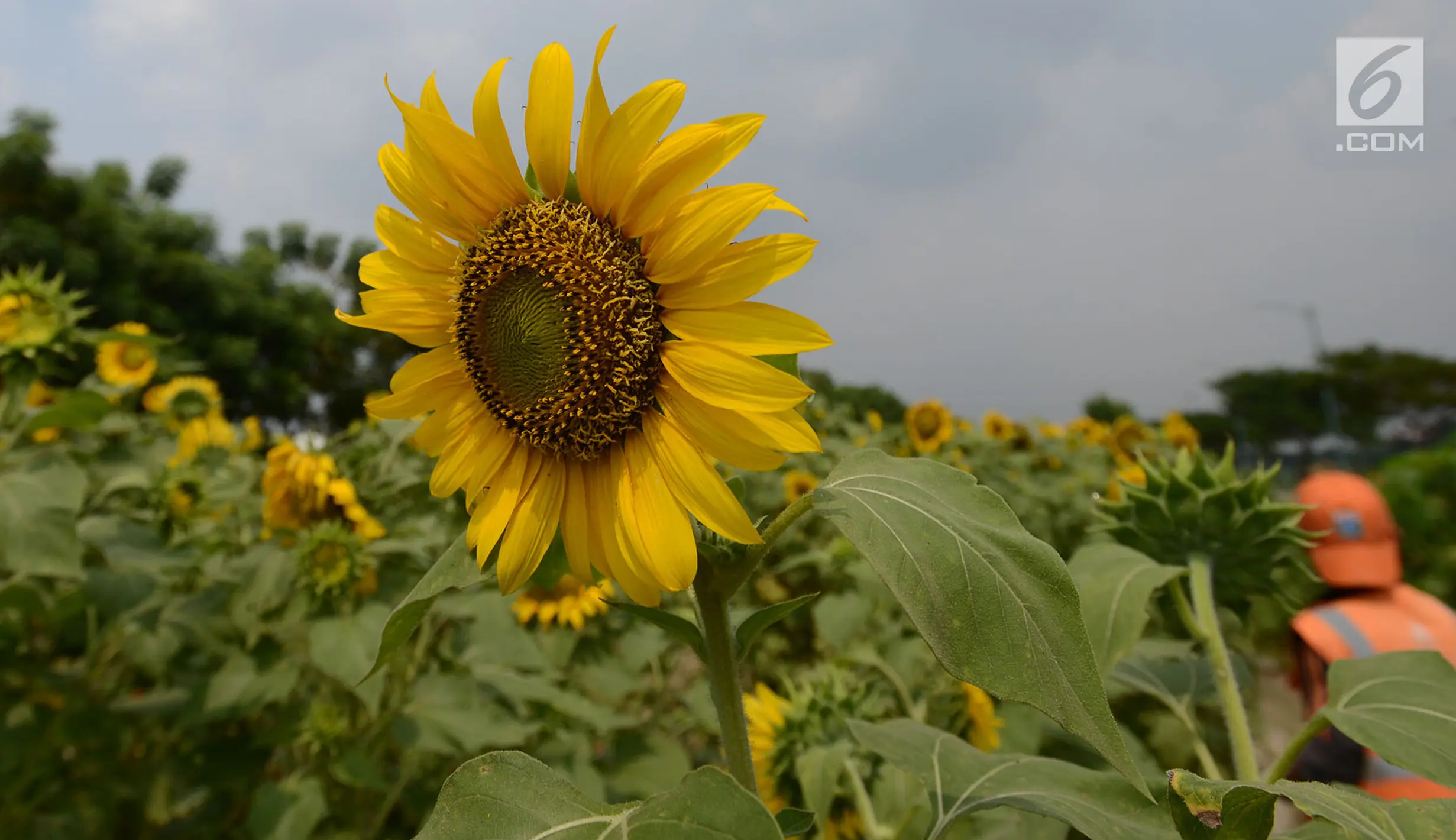 FOTO: Indahnya Bunga Matahari yang Hiasi Sepanjang Jalan BKT Cakung ...