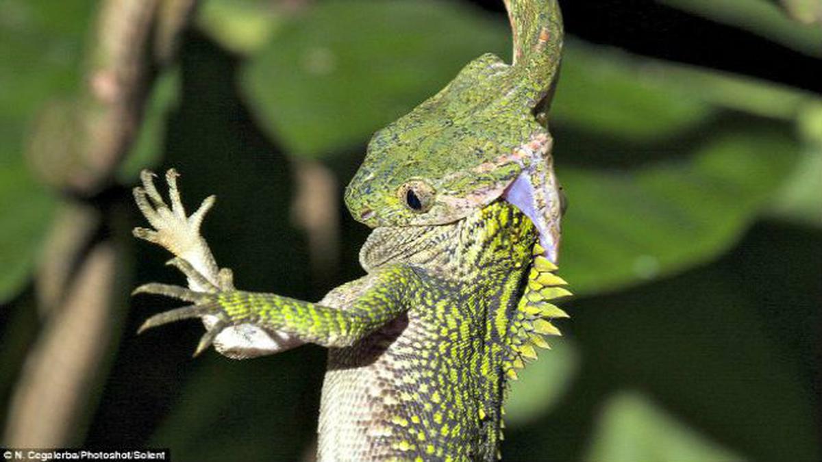 Ular Sumatera Telan Kadal Jumbo - Global Liputan6.com