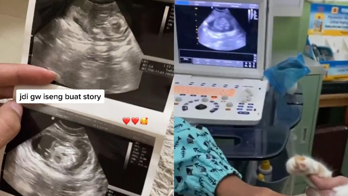 Dikira Hamil, Kisah Kocak Wanita Prank Temannya dengan USG Kucing ...