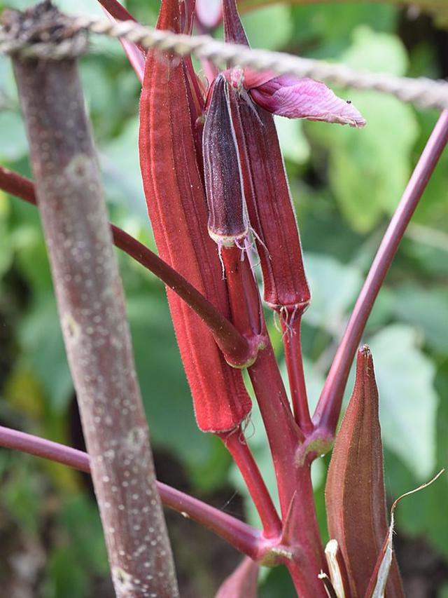 15 Manfaat Okra Merah, Sayur Kaya Nutrisi yang Baik Bagi Kesehatan ...